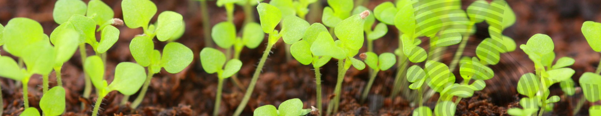 Organic Root Stimulator for healthy plant roots - BAC Online